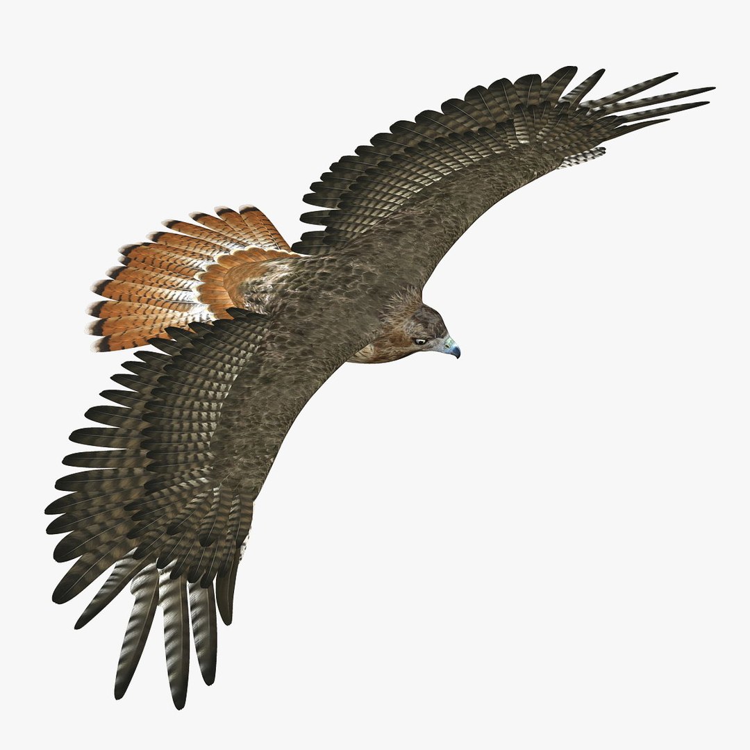 3d Model Hawk Rigged Animator