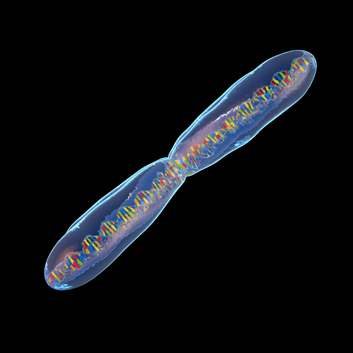 modelo 3d Cromosoma - TurboSquid 669709