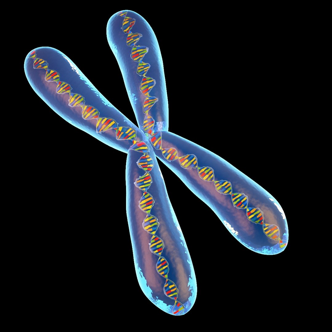 Chromosome 3d Model