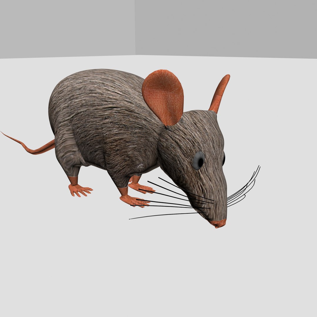 3d Model Rat Mouse