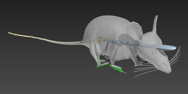 3d model rat mouse