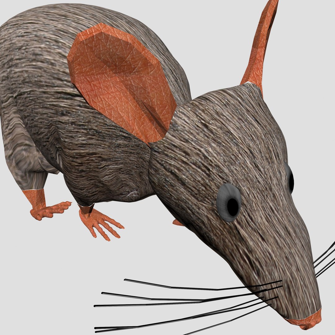 3d Model Rat Mouse