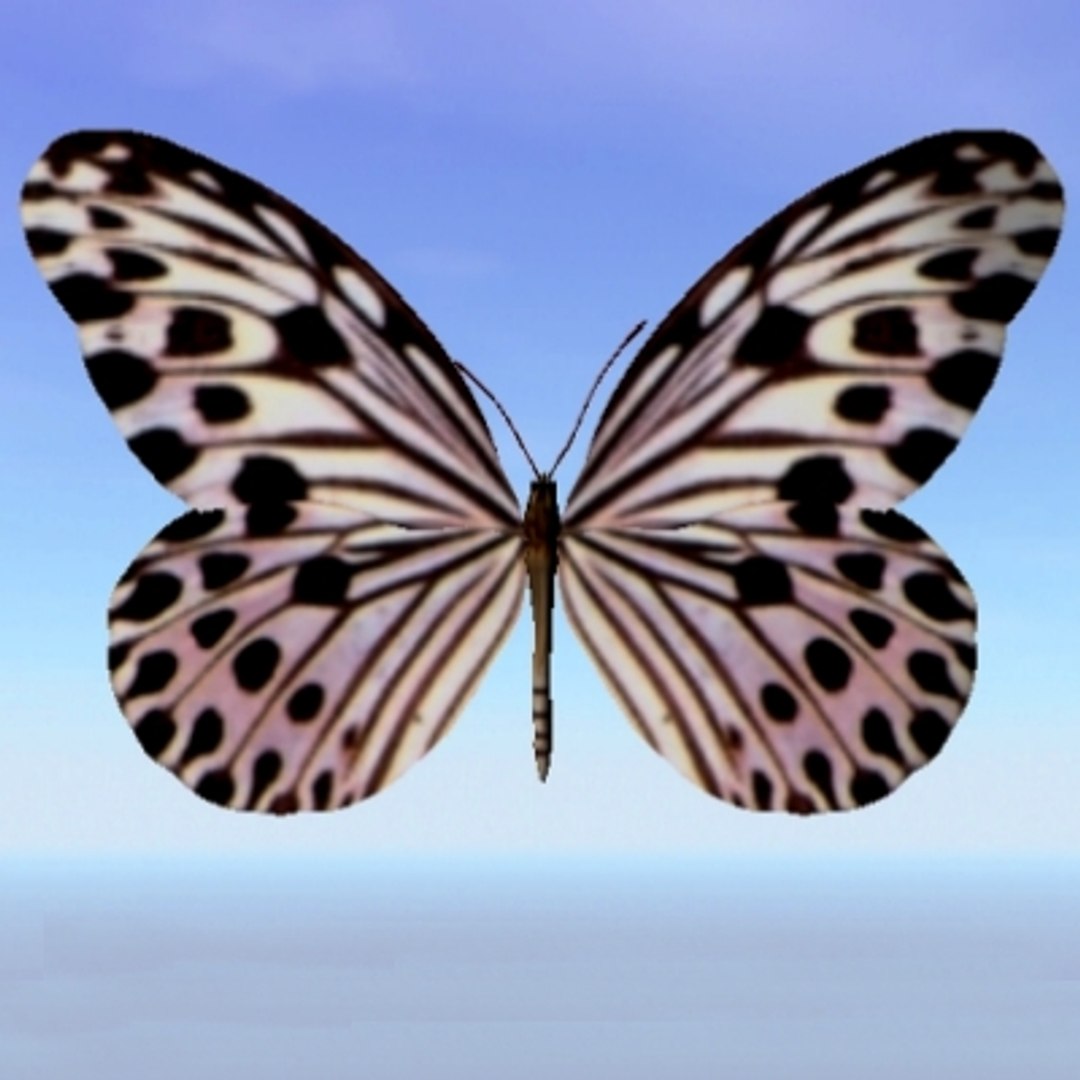 3d 3ds Butterfly Ideopsis