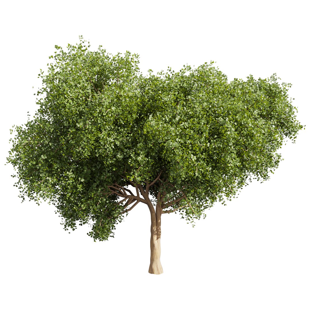 Collection Plant Vol 614 - Chinese Tallow Tree Triadica Sebifera 3D ...