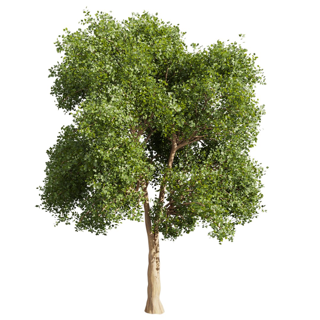 Collection Plant Vol 614 - Chinese Tallow Tree Triadica Sebifera 3D ...