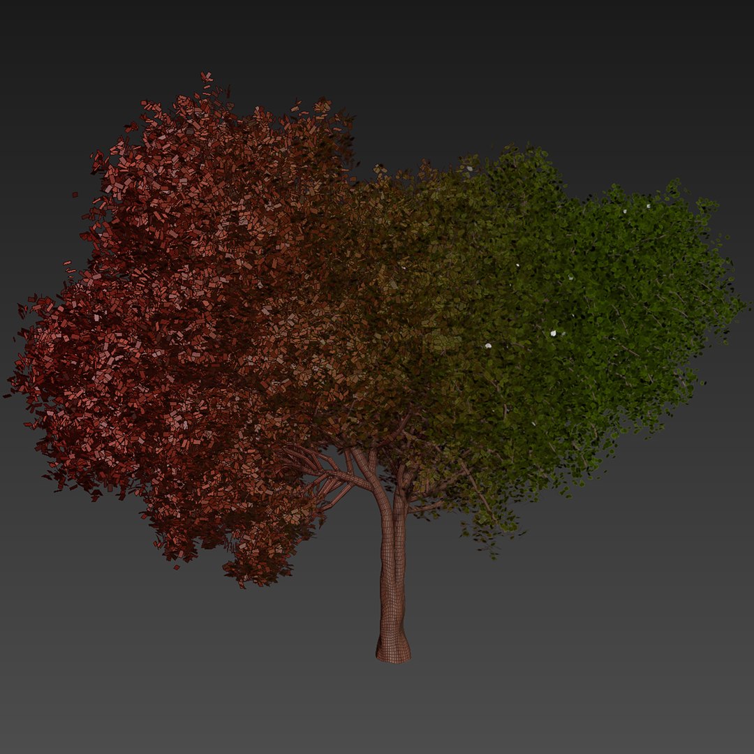 Collection Plant Vol 614 - Chinese Tallow Tree Triadica Sebifera 3D ...