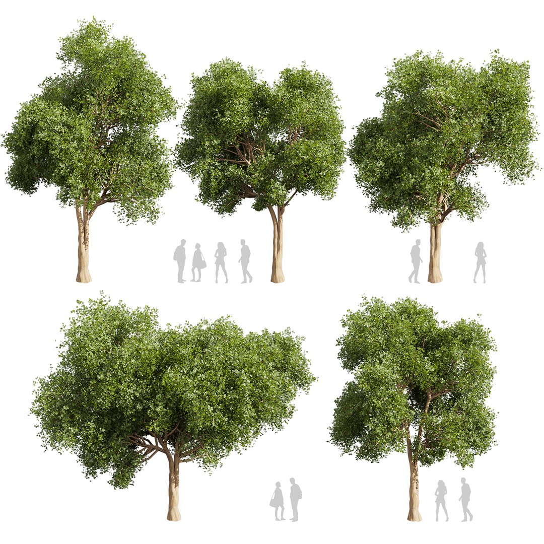 Collection Plant Vol 614 - Chinese Tallow Tree Triadica Sebifera 3D ...