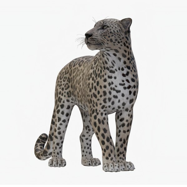 3D Animated Leopard - TurboSquid 1972095