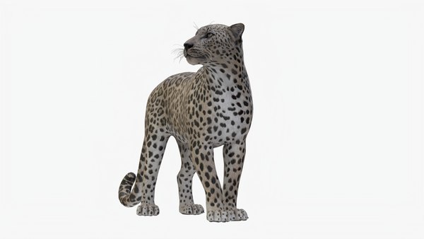 3D Animated Leopard - TurboSquid 1972095
