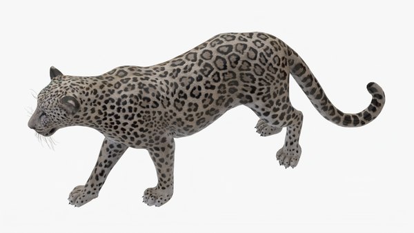 3D Animated Leopard - TurboSquid 1972095