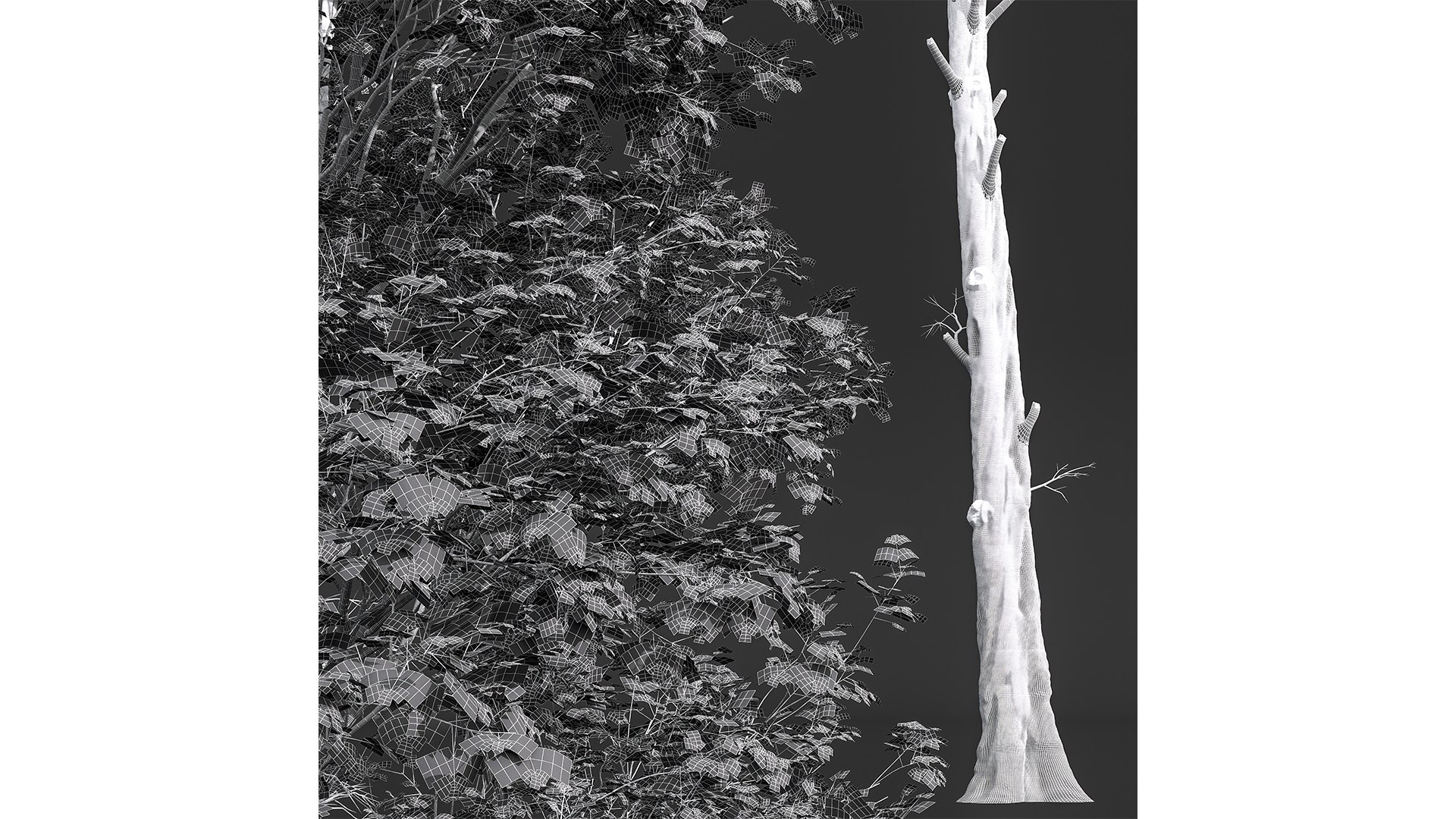 3D Fagus Sylvatica 2 Tree Model - TurboSquid 2186782