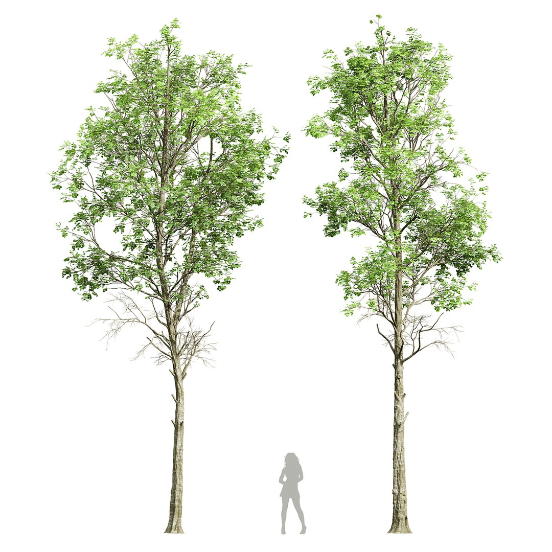 3D Fagus Sylvatica 2 Tree Model - TurboSquid 2186782