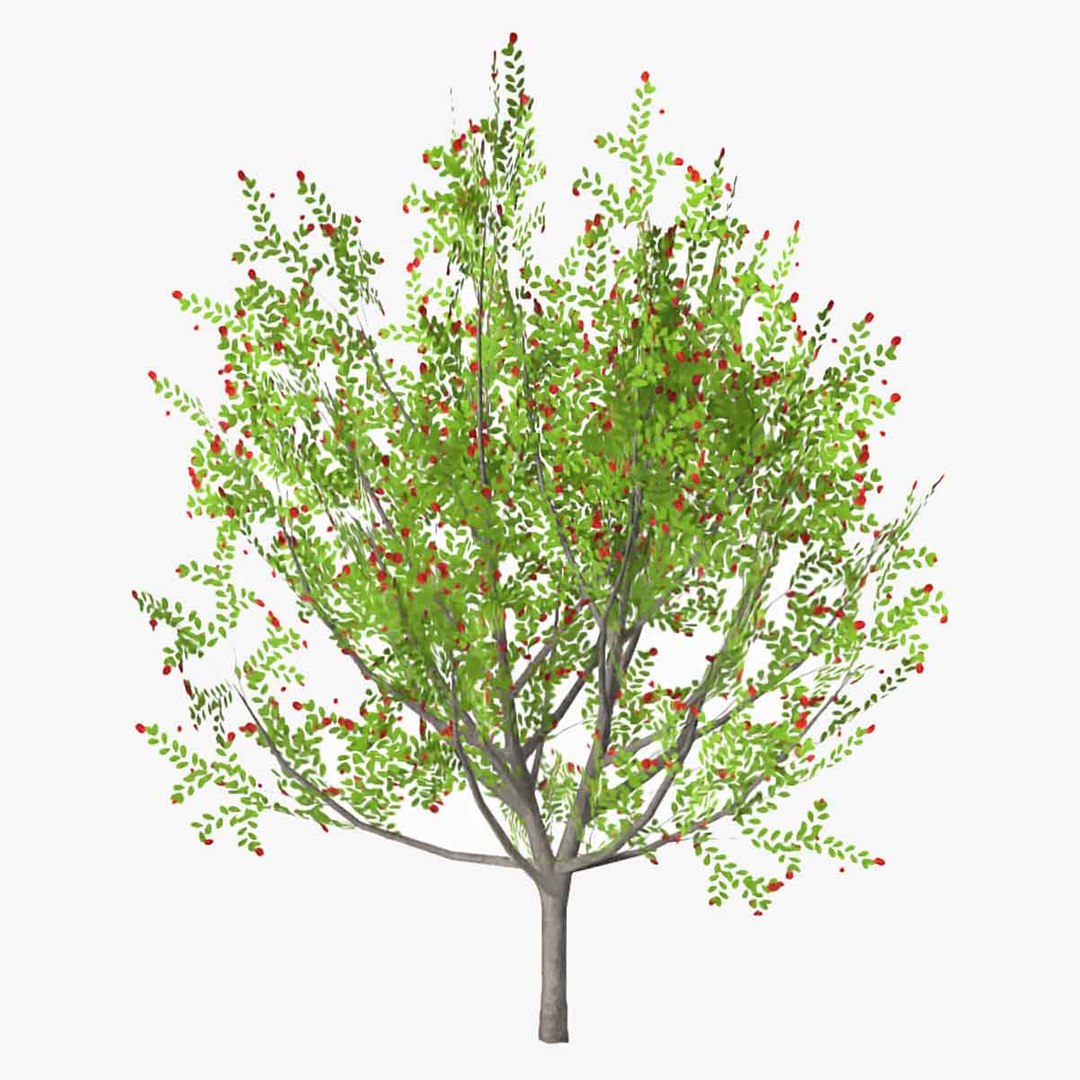 Cranberry Fruits 3D Model - TurboSquid 1624074