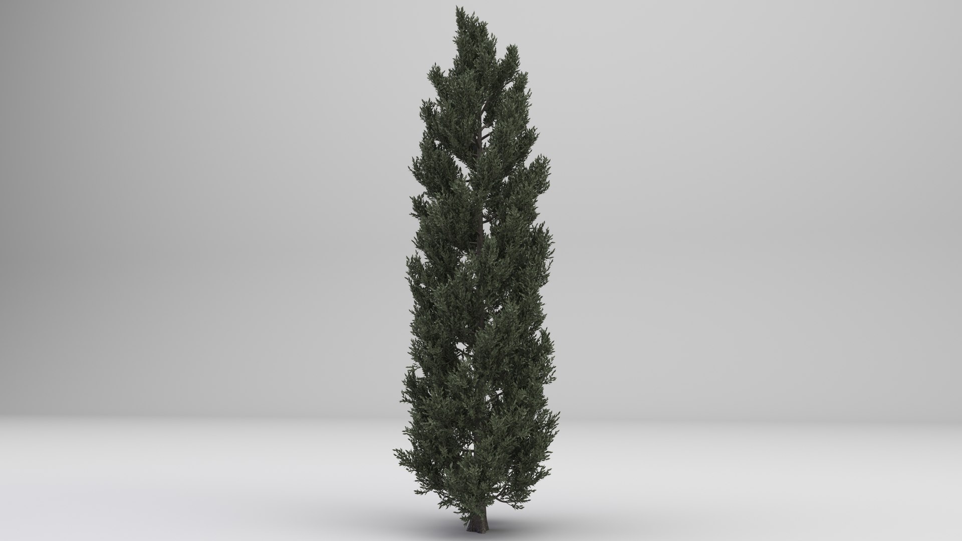 Tuscan Cypress Tree 3D Model - TurboSquid 1674458