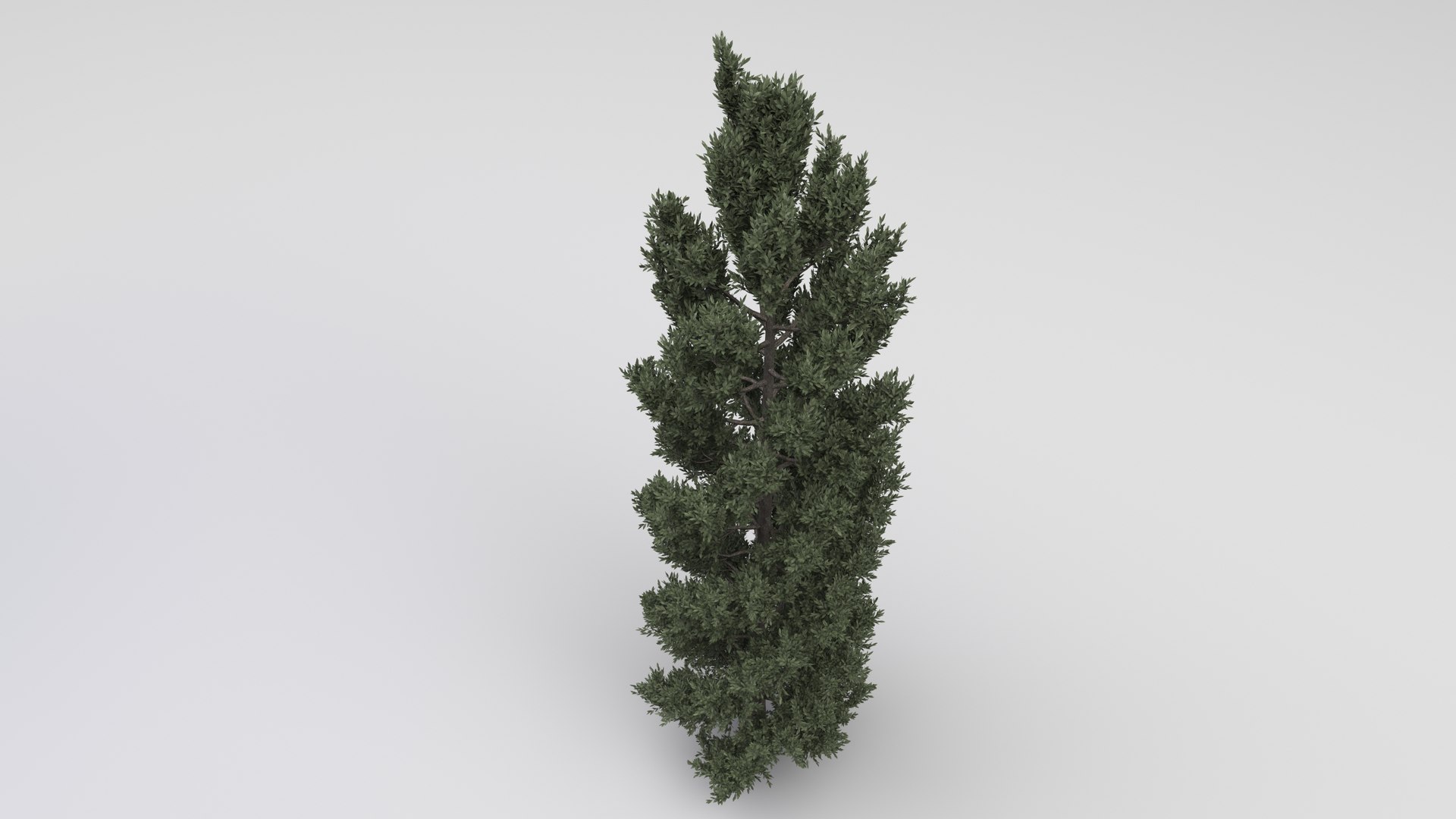 Tuscan Cypress Tree 3D Model - TurboSquid 1674458