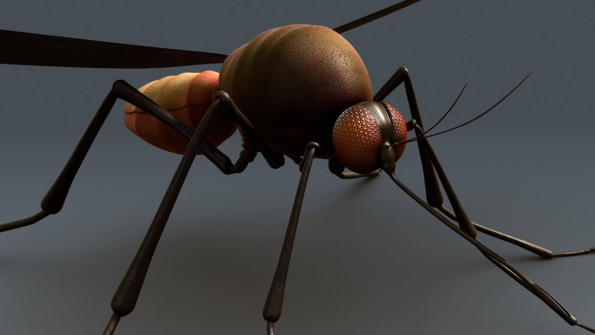 Mosquito 3d Model