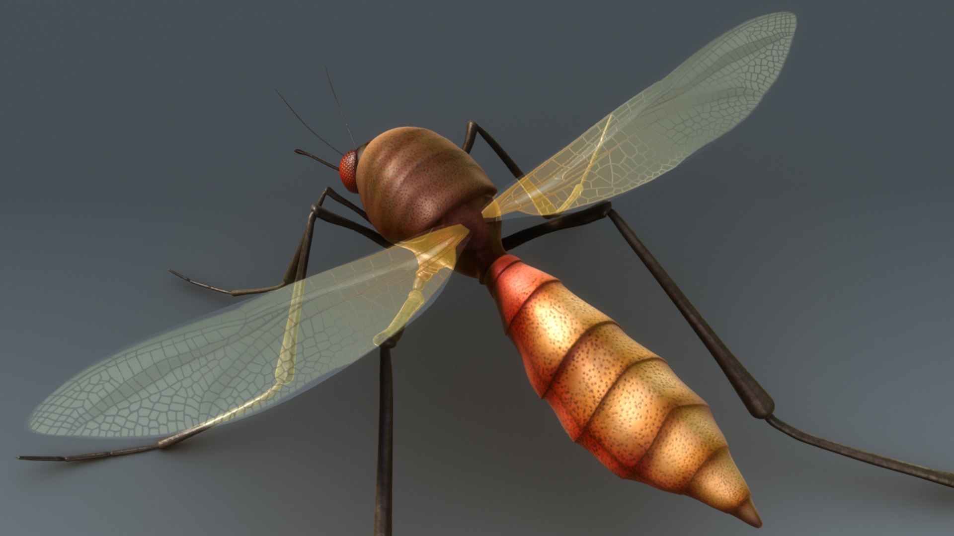 Mosquito 3d Model