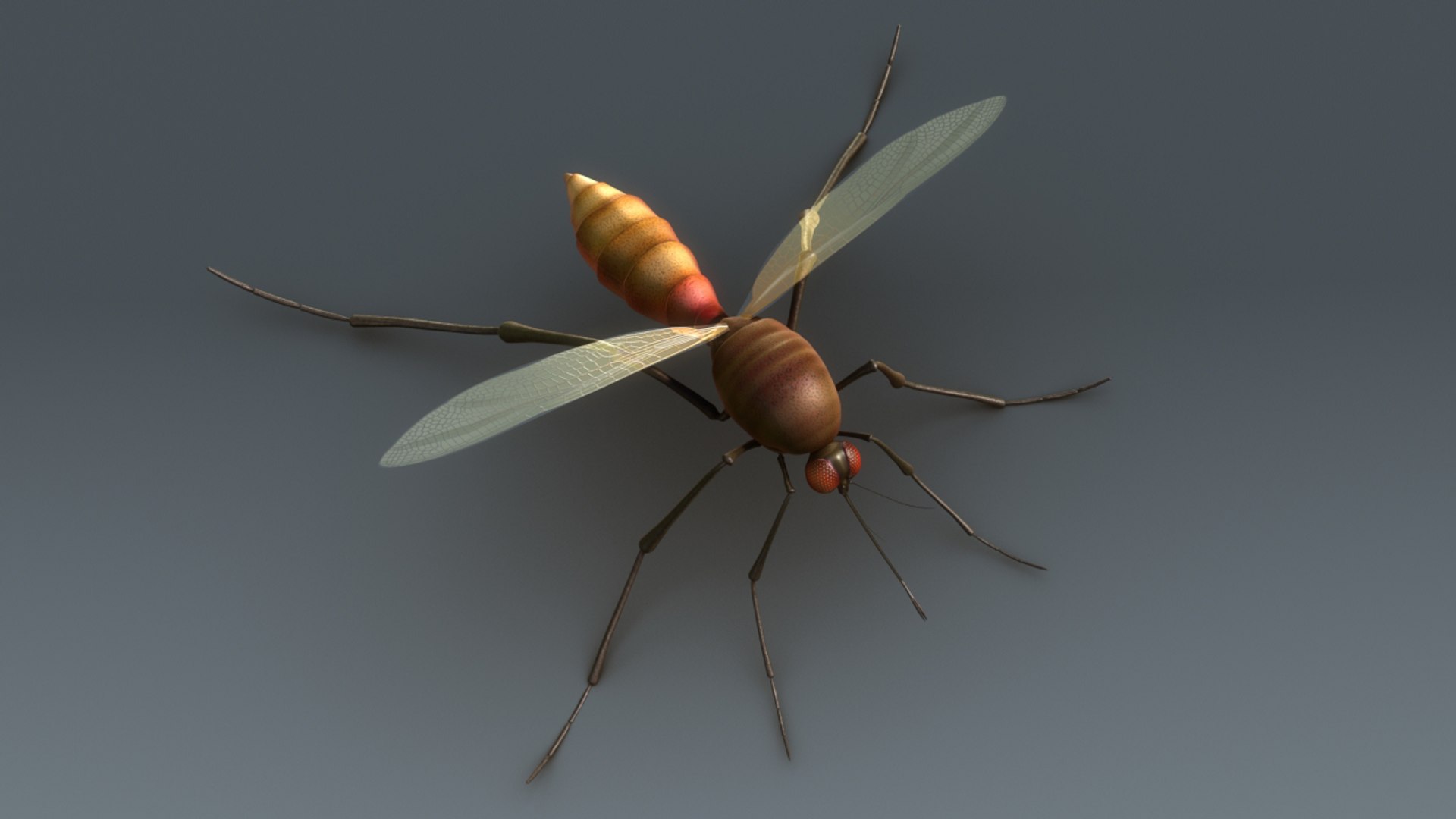 Mosquito 3d Model