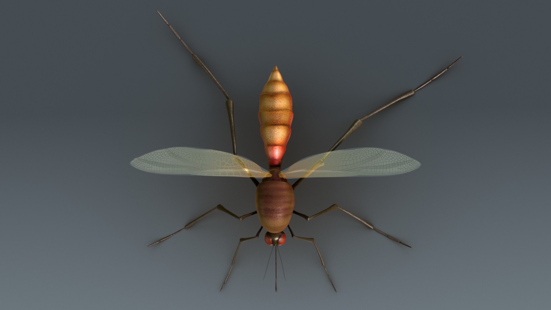 Mosquito 3d Model