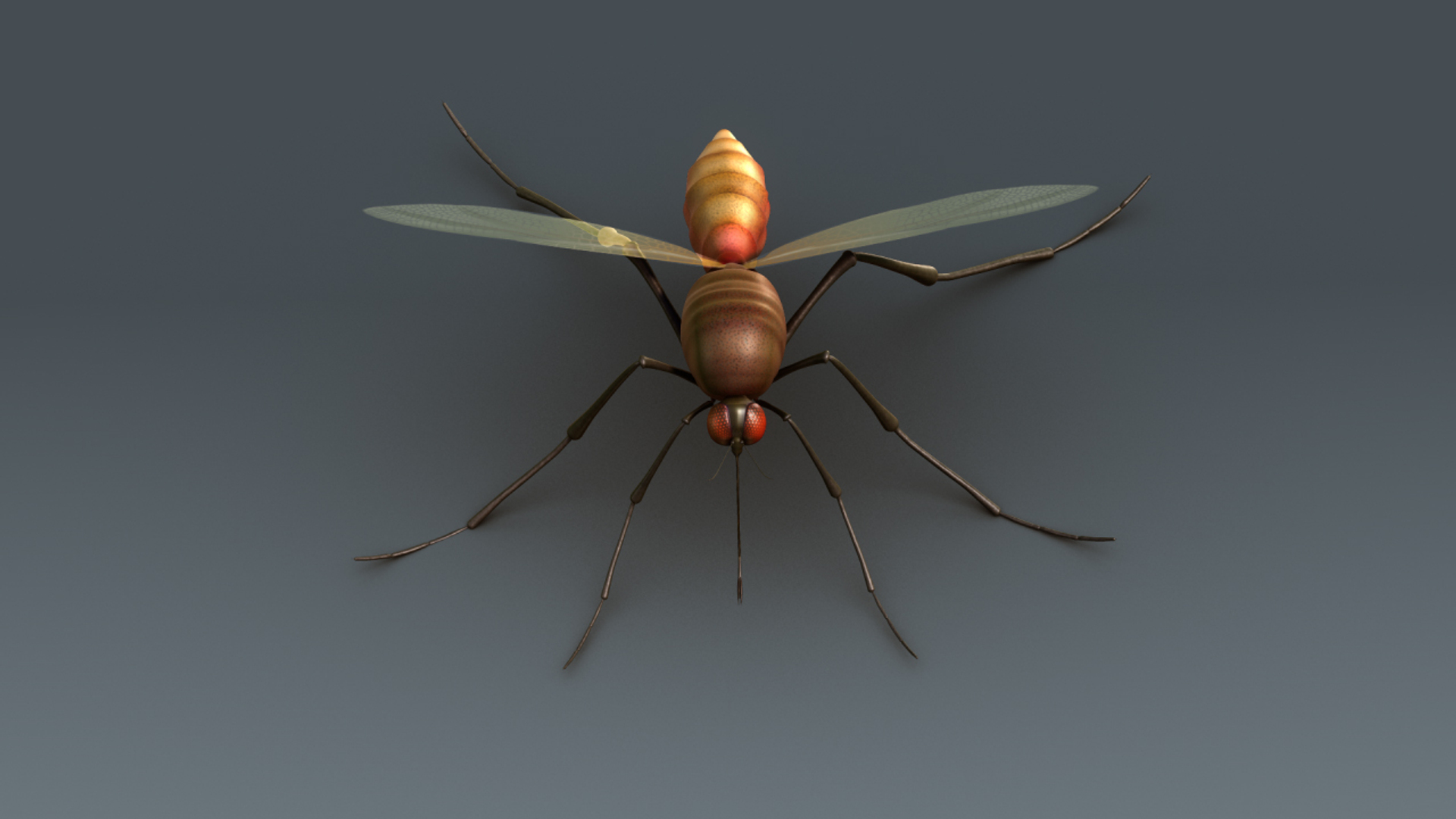 Mosquito 3d Model