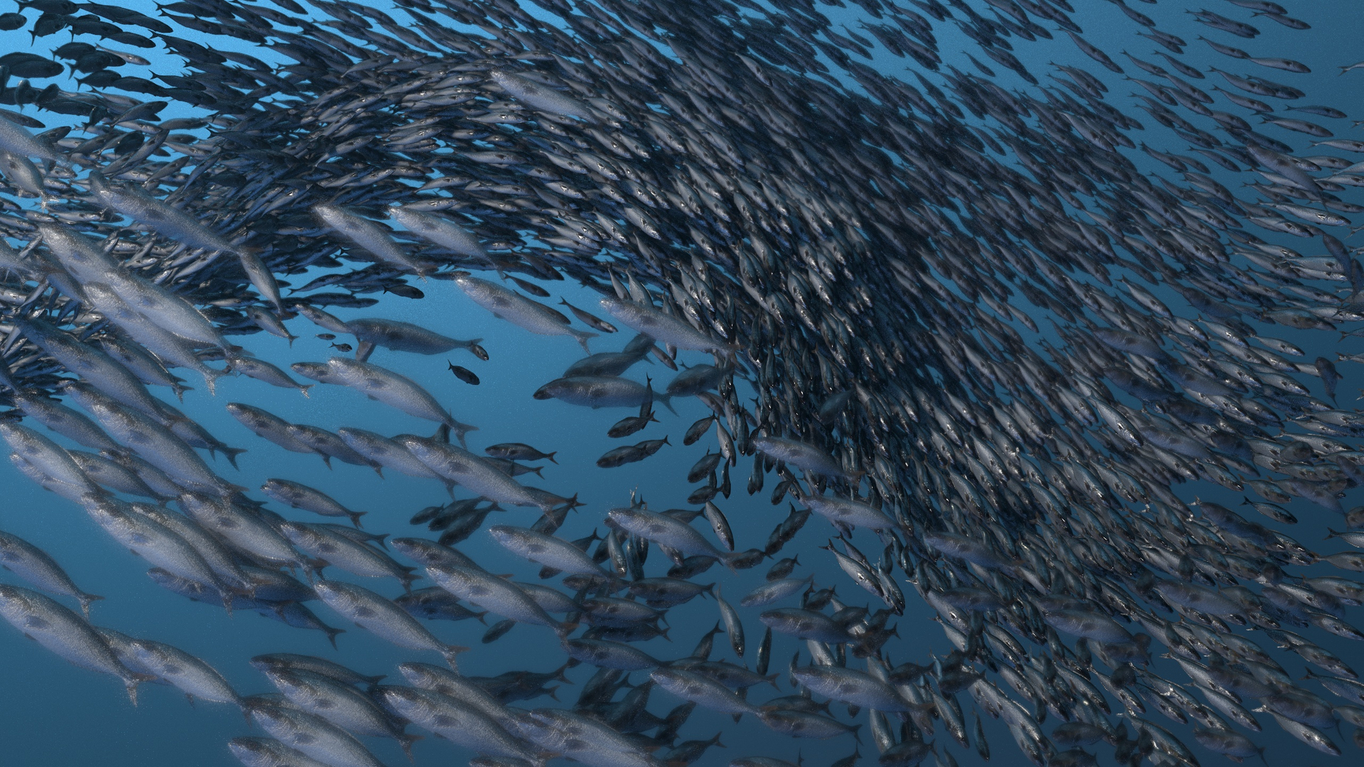 fish school particles 3d model