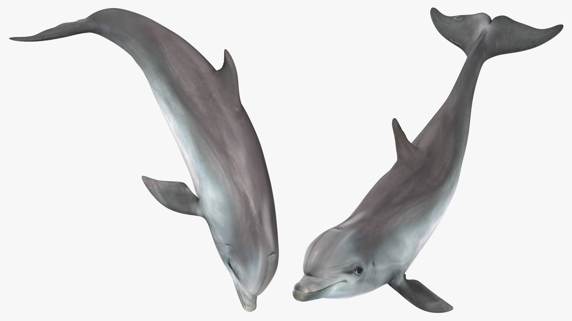 3D model Dolphin Jumping Out Of Water Animated - TurboSquid 2004700