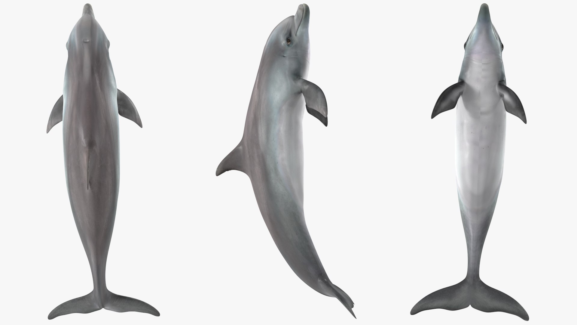 3D model Dolphin Jumping Out Of Water Animated - TurboSquid 2004700