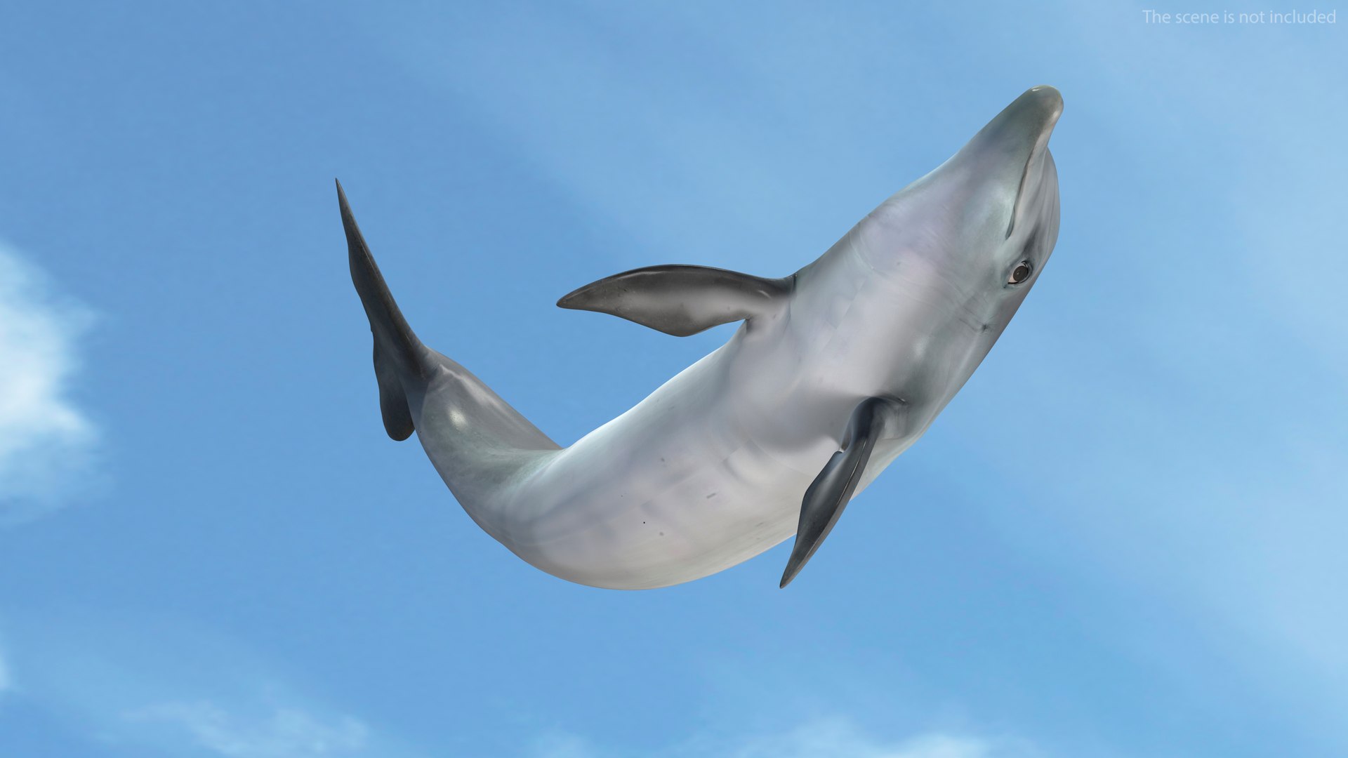 3D model Dolphin Jumping Out Of Water Animated - TurboSquid 2004700