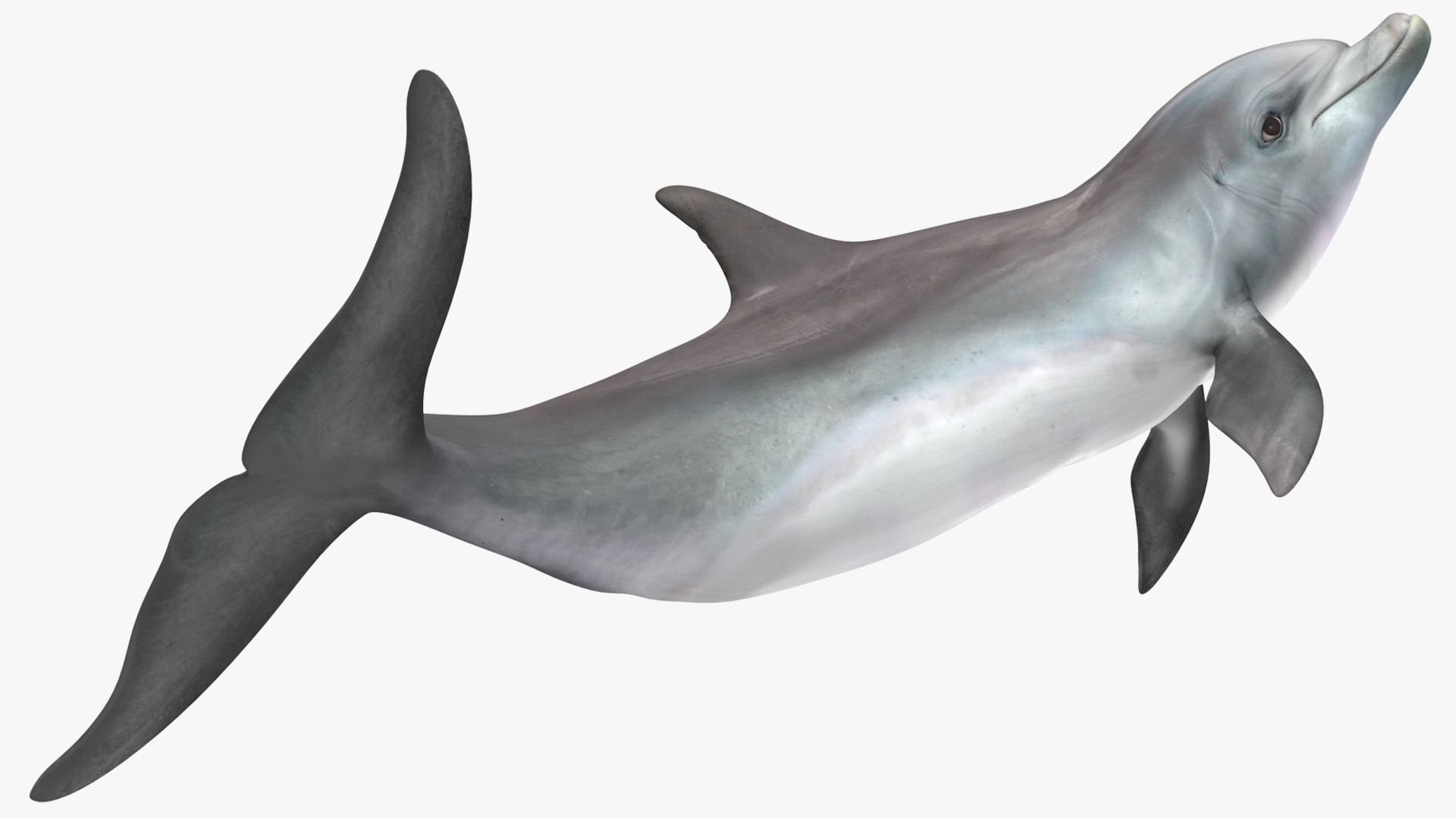 3D model Dolphin Jumping Out Of Water Animated - TurboSquid 2004700