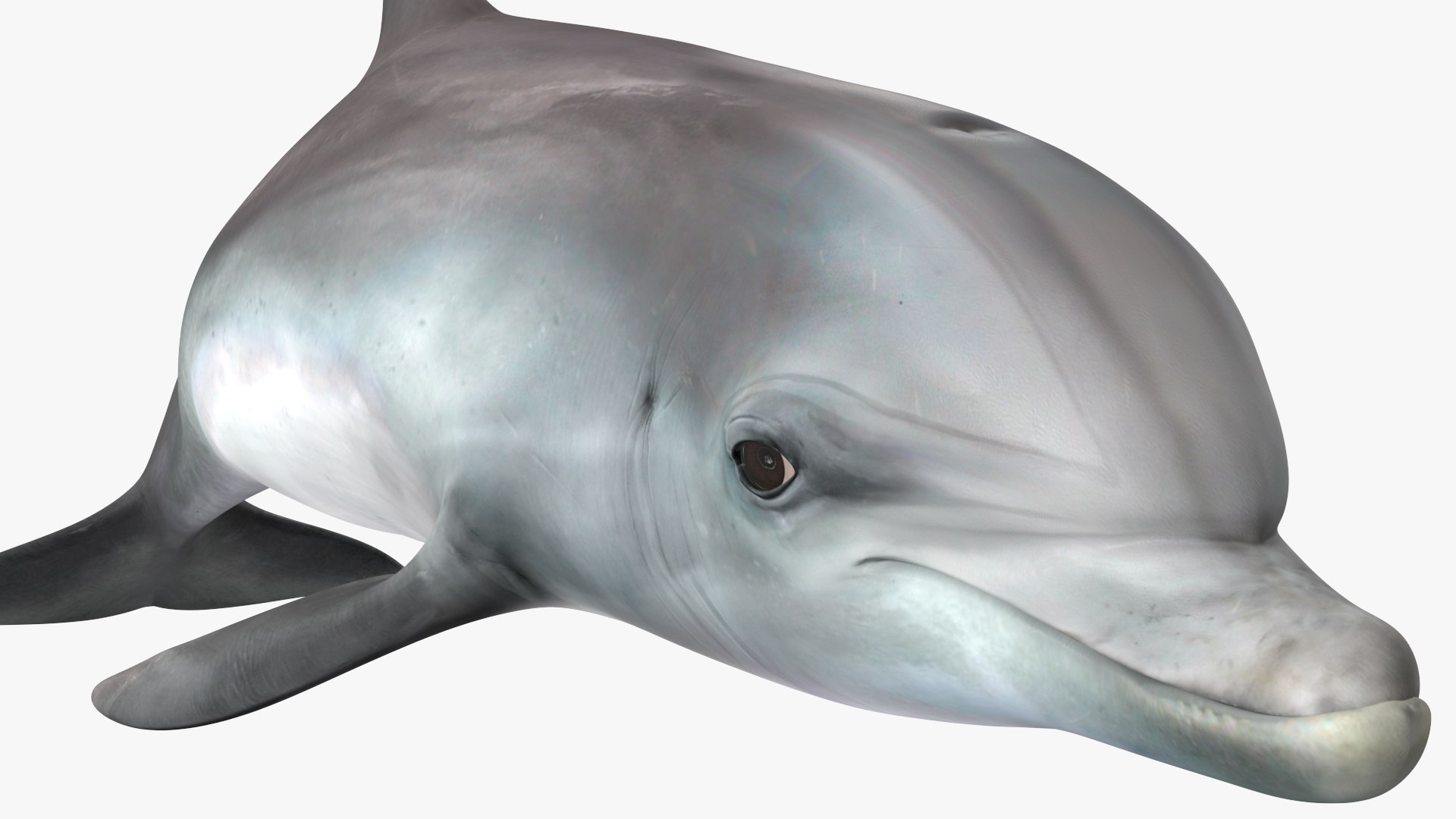 3D model Dolphin Jumping Out Of Water Animated - TurboSquid 2004700