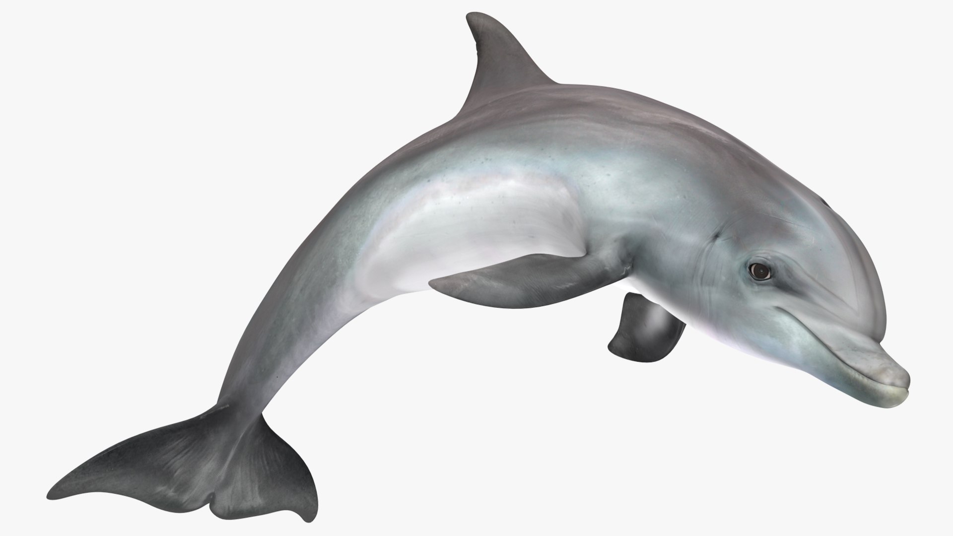 3D model Dolphin Jumping Out Of Water Animated - TurboSquid 2004700