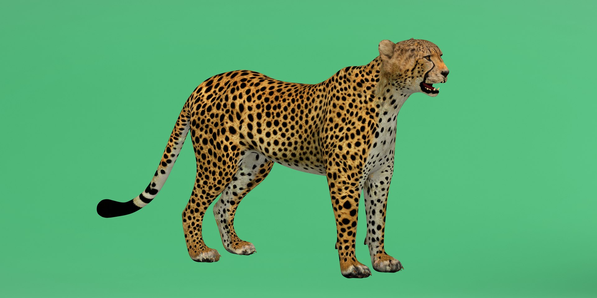 3D Southern African Cheetah Cat - TurboSquid 2295658