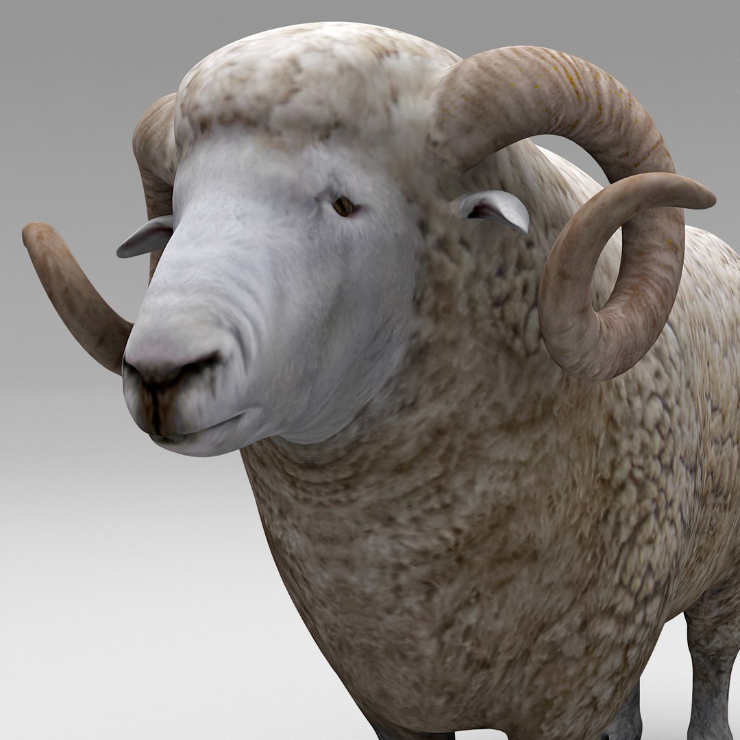 wether sheep 3d max