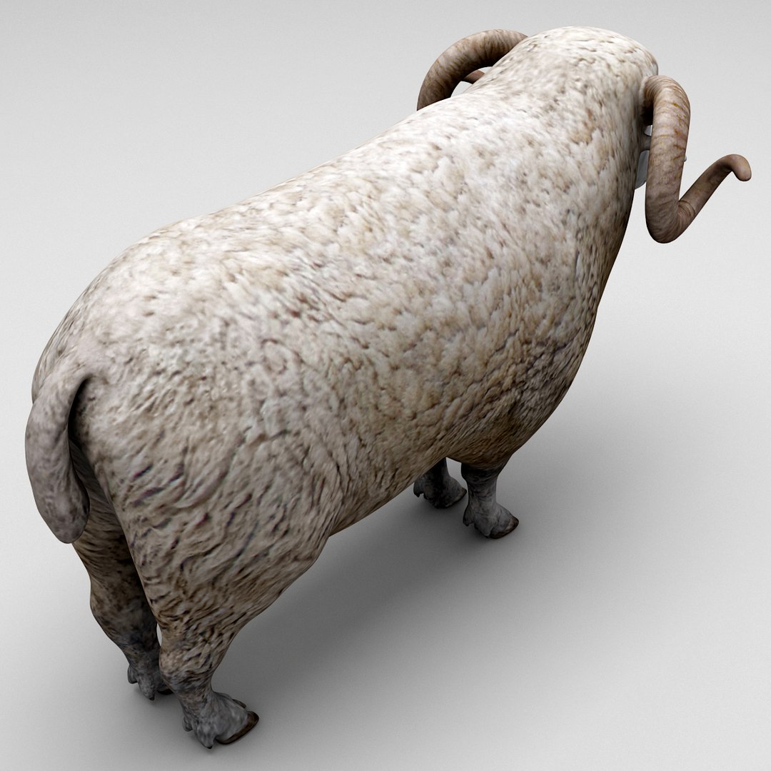 wether sheep 3d max