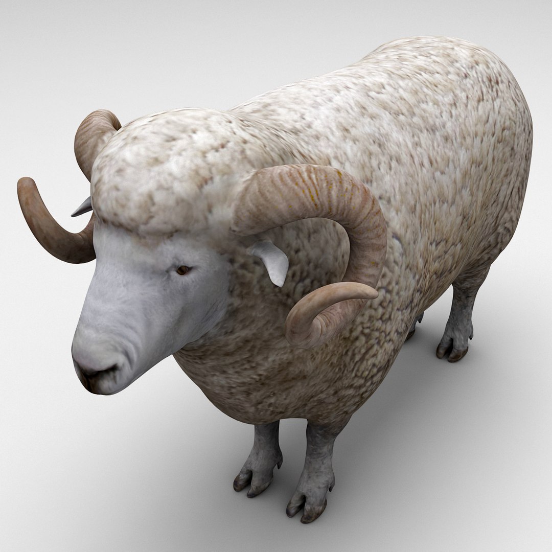 wether sheep 3d max