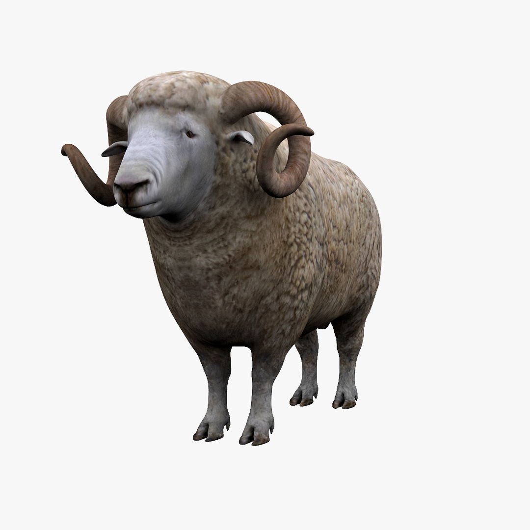 wether sheep 3d max
