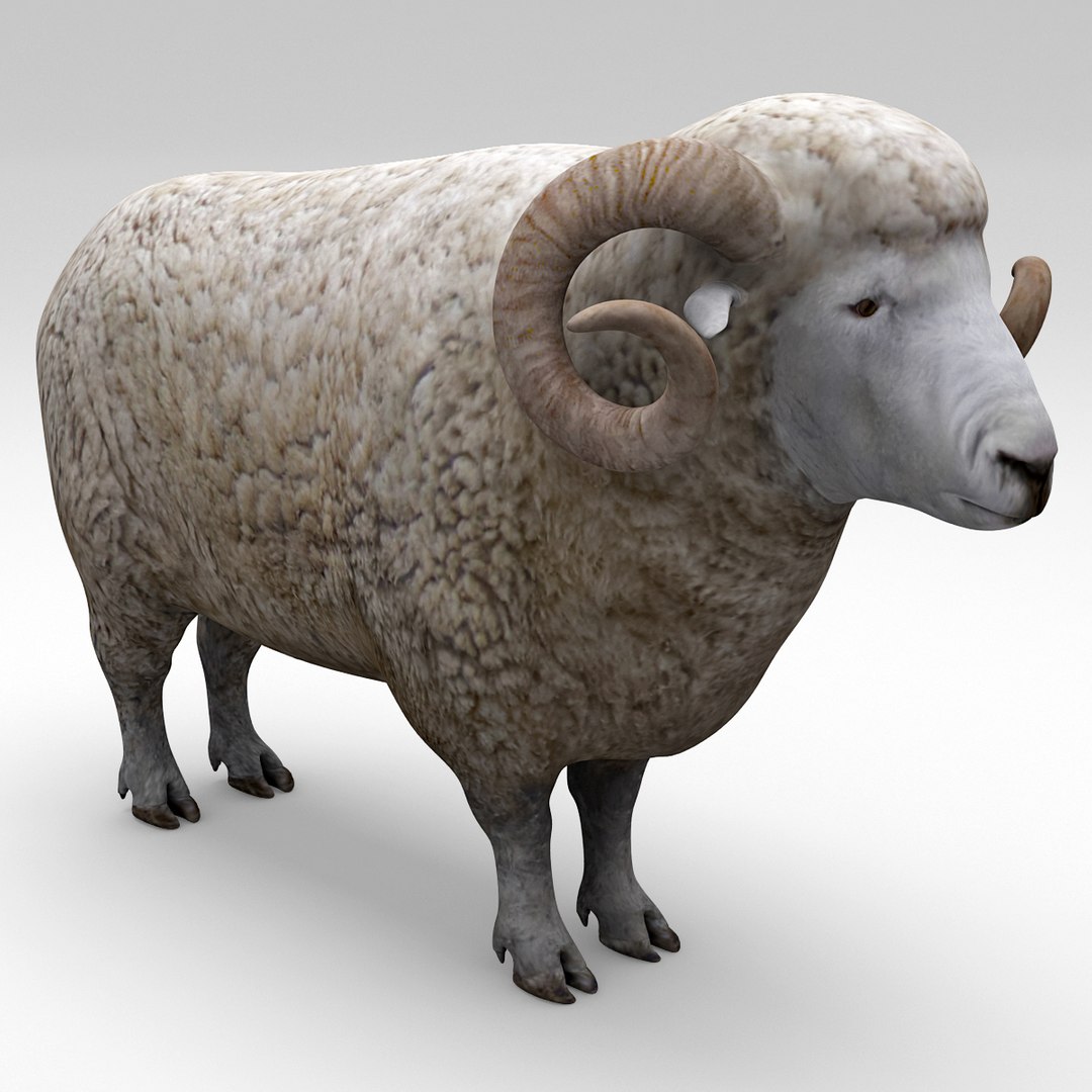 wether sheep 3d max