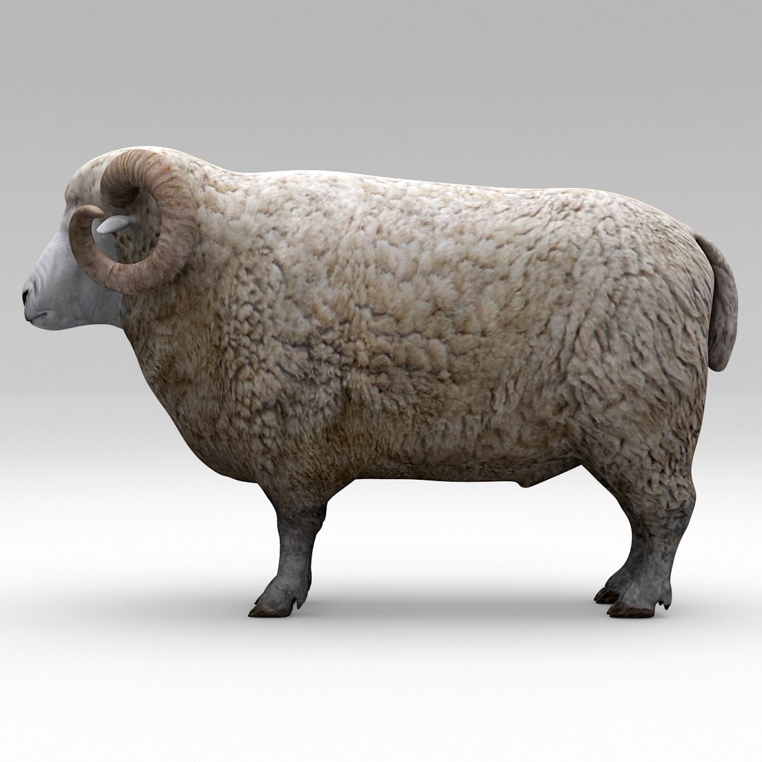 wether sheep 3d max