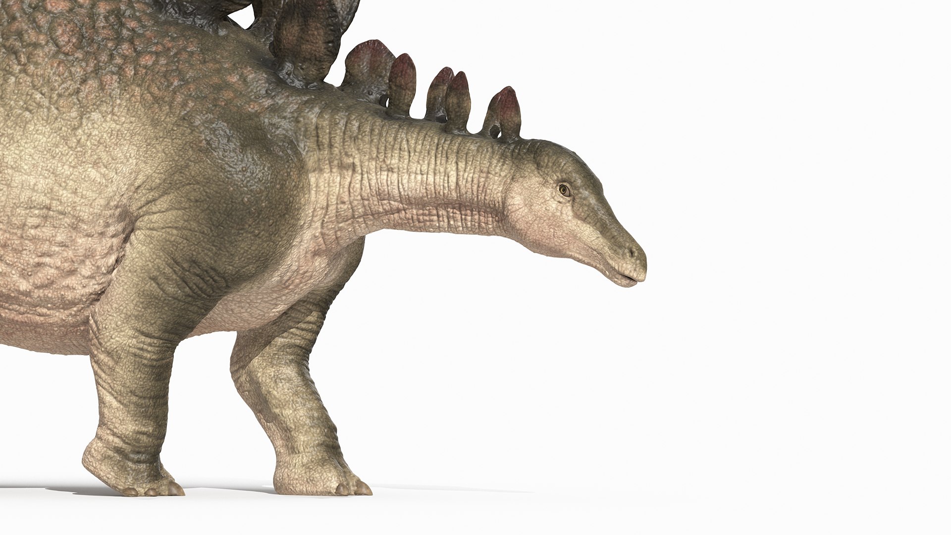 Stegosaurus - Rigged And Animated 3D - TurboSquid 1770311