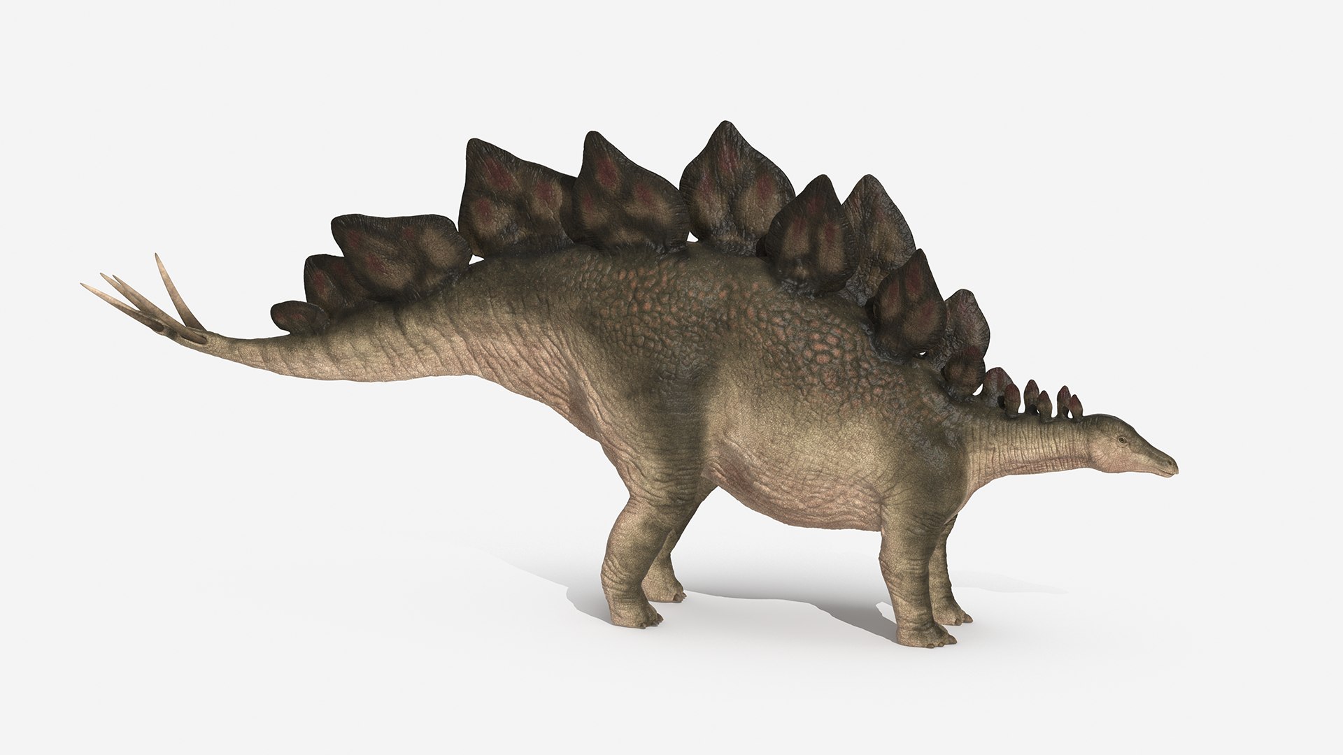 Stegosaurus - Rigged And Animated 3D - TurboSquid 1770311