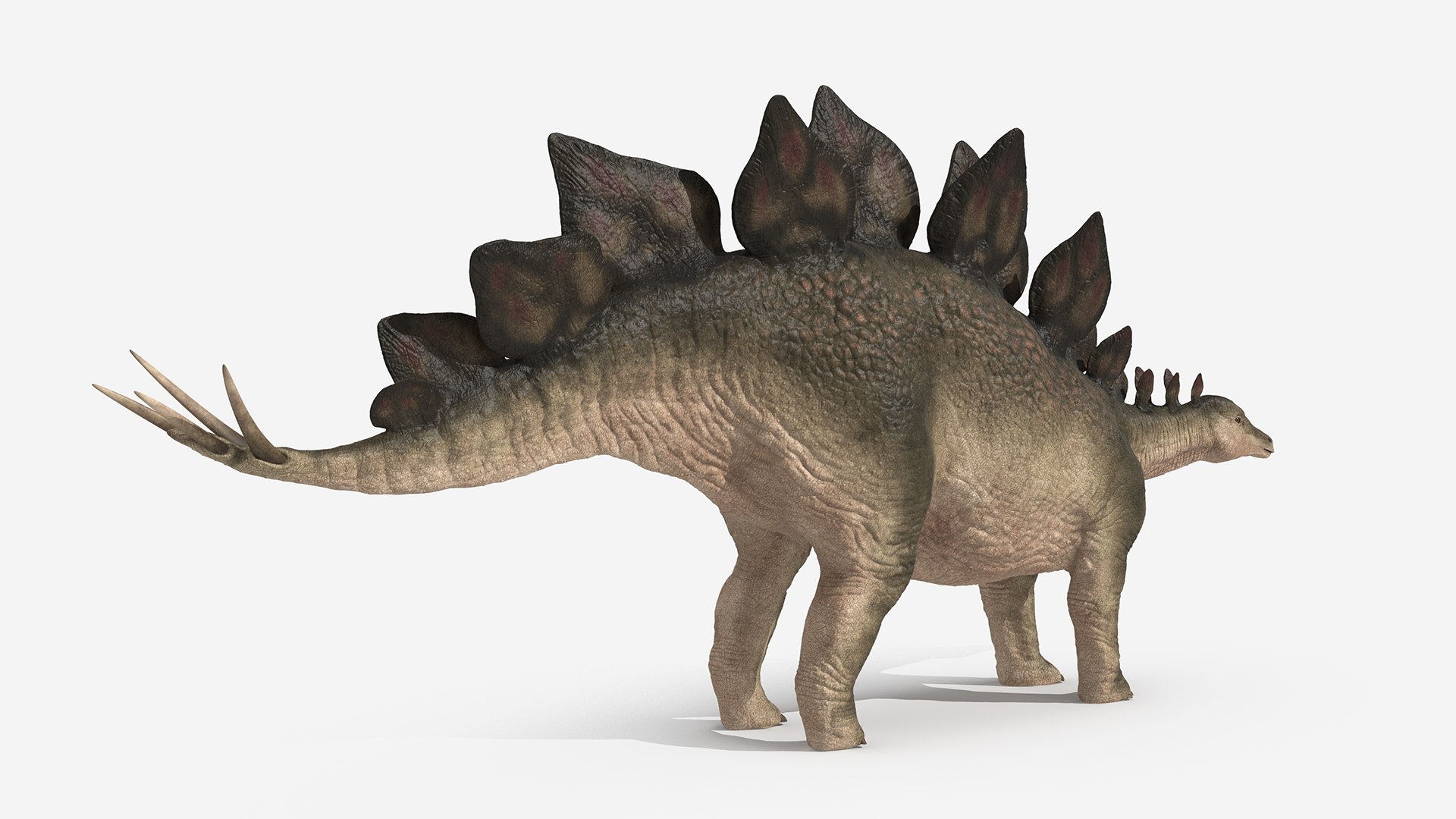 Stegosaurus - Rigged And Animated 3D - TurboSquid 1770311