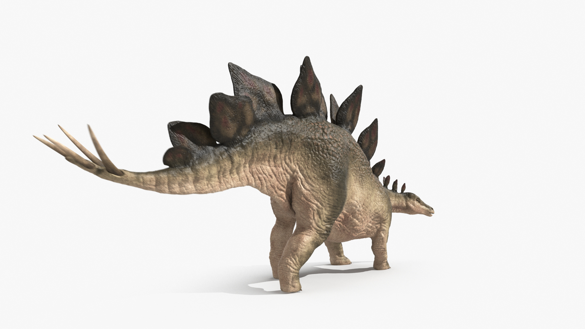 Stegosaurus - Rigged And Animated 3D - TurboSquid 1770311