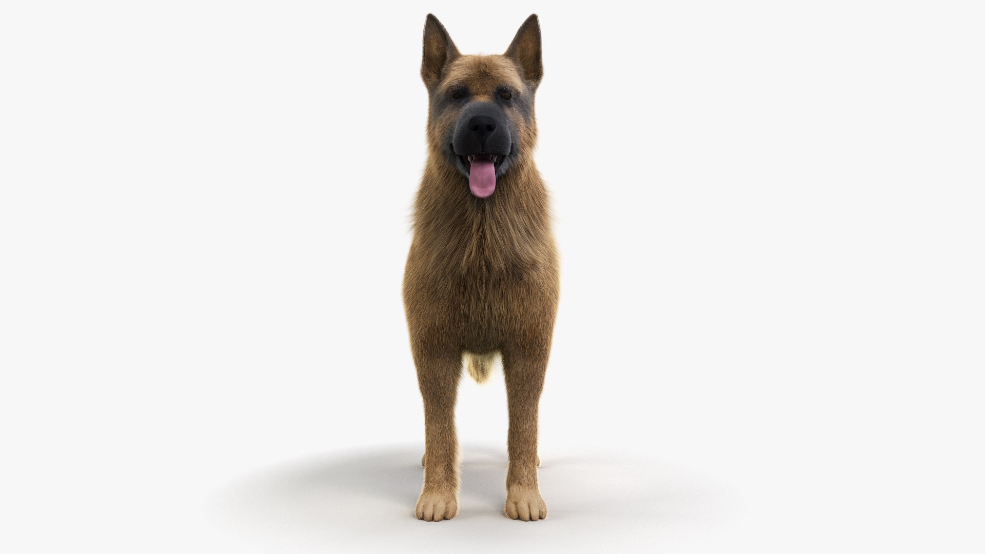 Skin Dog Skeleton Animation Model - TurboSquid 1461189