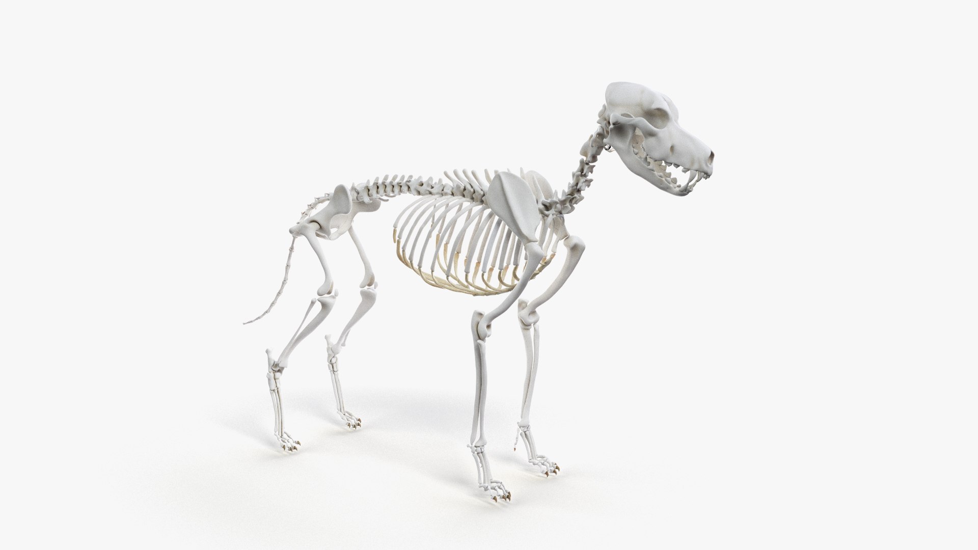 Skin Dog Skeleton Animation Model - TurboSquid 1461189