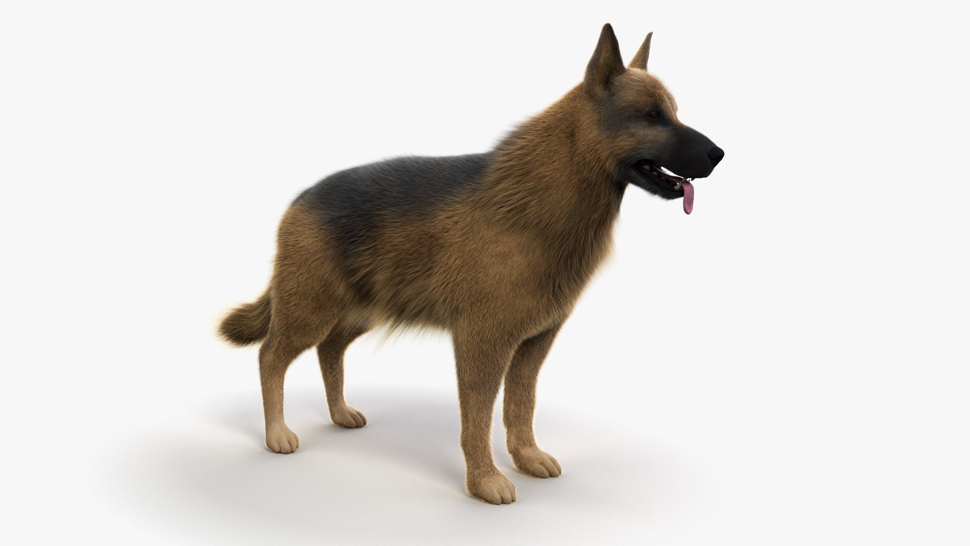 Skin Dog Skeleton Animation Model - TurboSquid 1461189