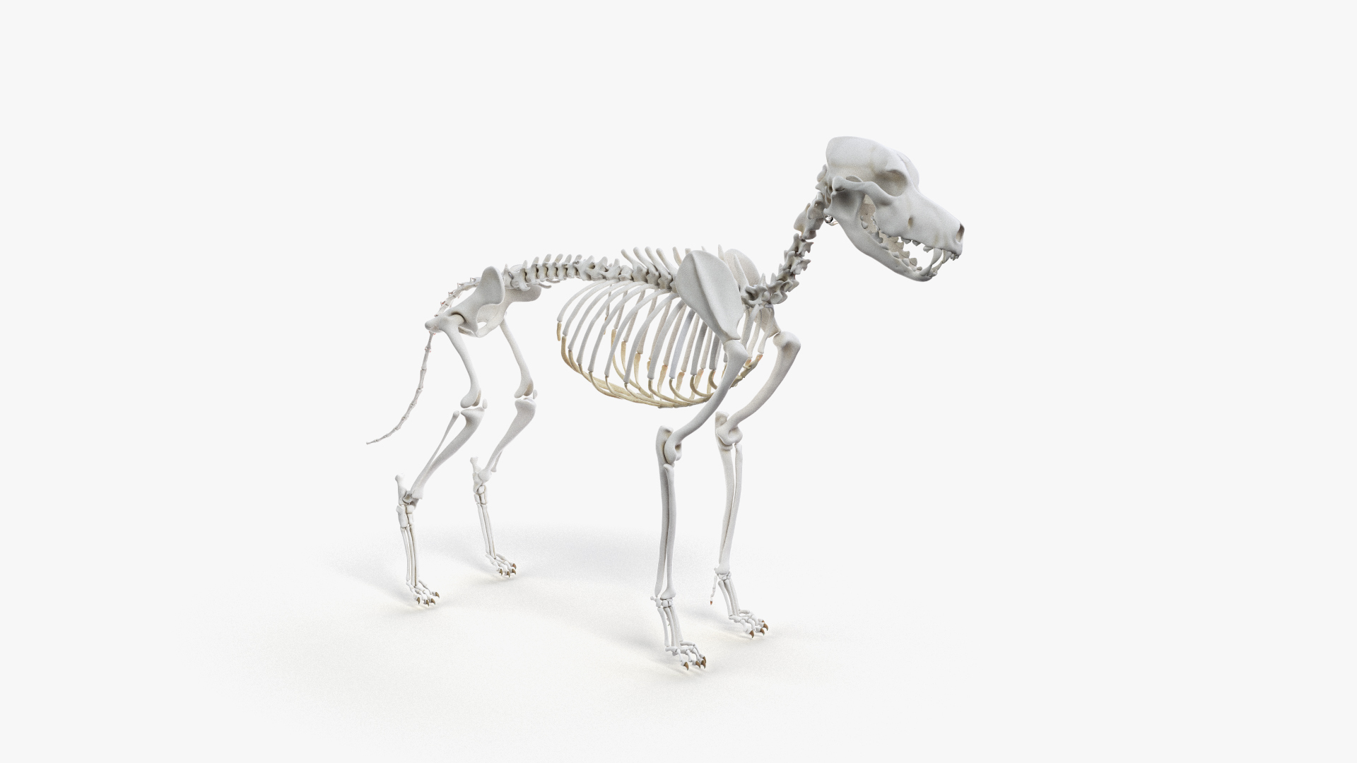 Skin Dog Skeleton Animation Model - TurboSquid 1461189