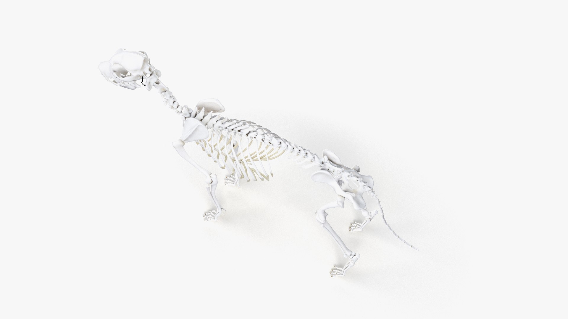 Skin Dog Skeleton Animation Model - TurboSquid 1461189