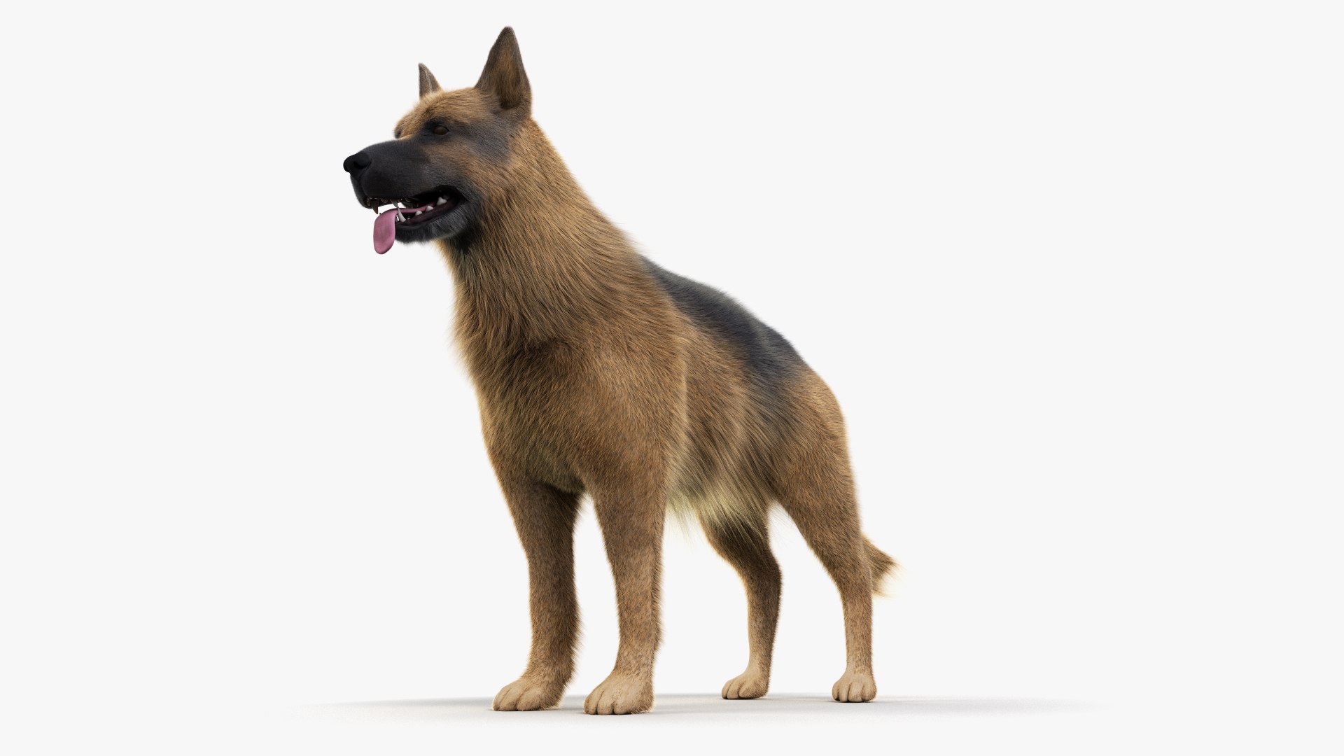 Skin Dog Skeleton Animation Model - TurboSquid 1461189