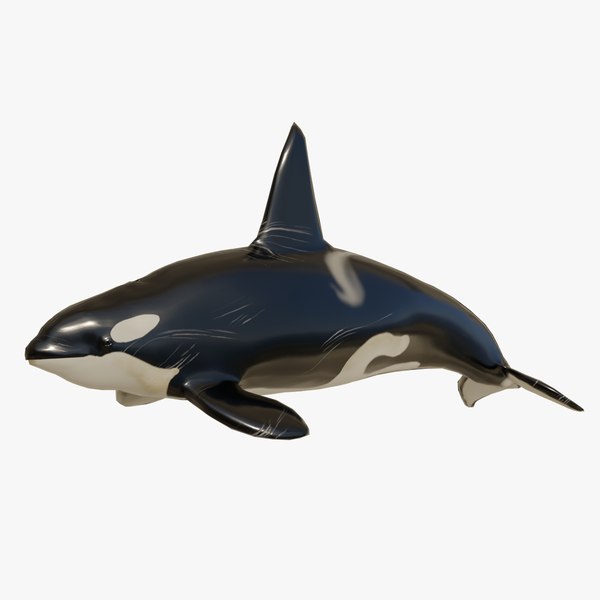 3D Orca Models | TurboSquid