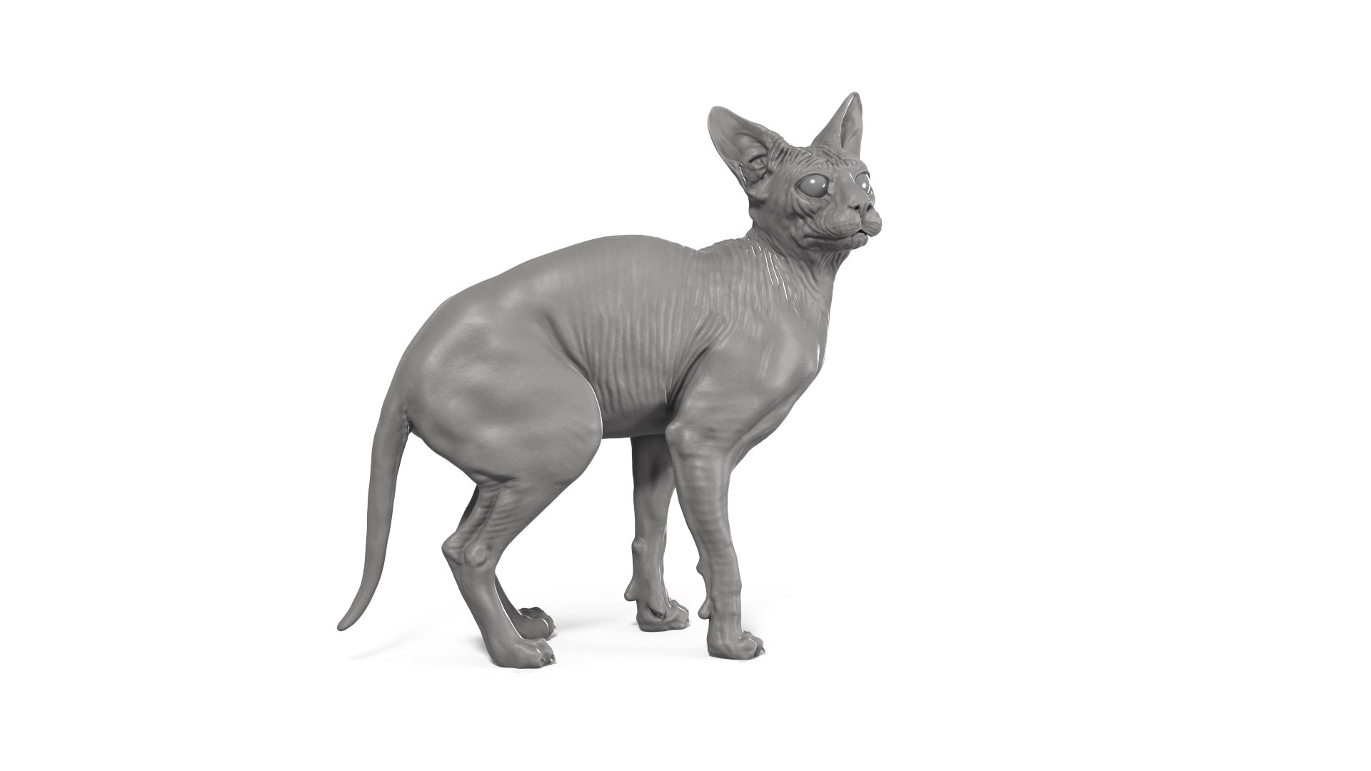 3D Sphynx Cat - TurboSquid 2247151